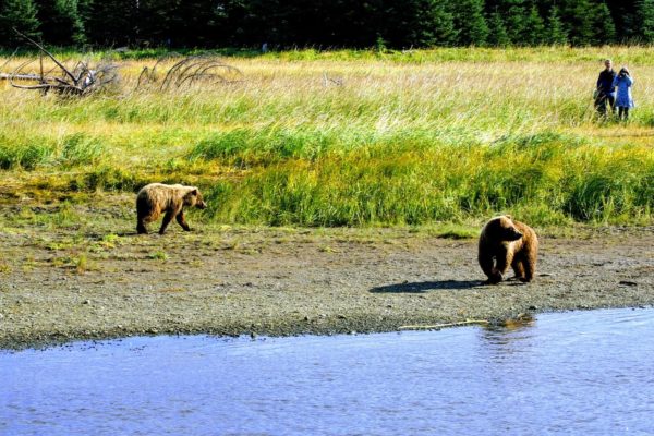 ALASKA BEARS BASE CAMP – KENAI BACKCOUNTRY ADVENTURES