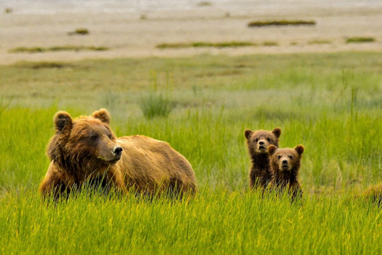 Alaska Bear Viewing Experience at Lake Clark National Park